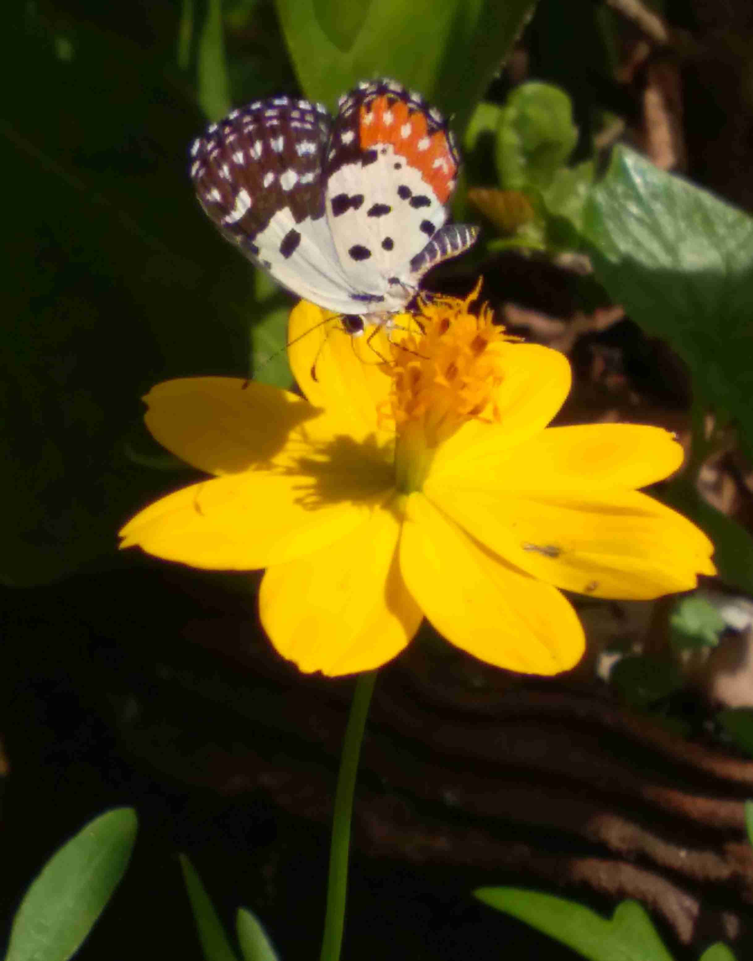 AQAD - ASSET Question A Day